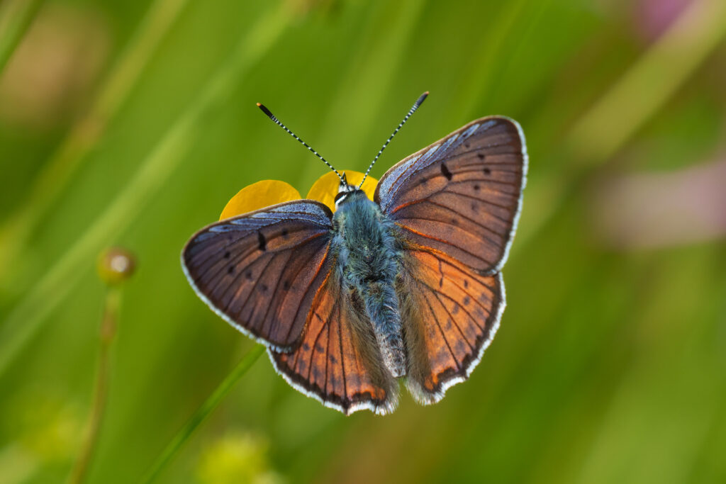 Lycaena alciphron - Butterflies of Croatia