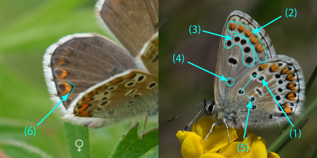 Aricia anteros - Butterflies of Croatia