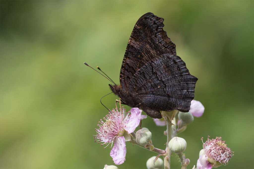 Nymphalidae - Butterflies of Croatia