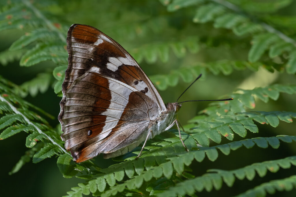 Nymphalidae - Butterflies of Croatia