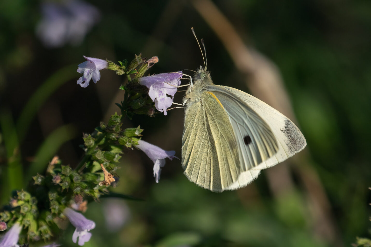 Pieris rapae - Butterflies of Croatia