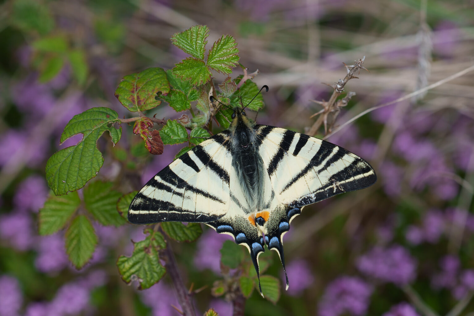 Papilionidae - Butterflies of Croatia