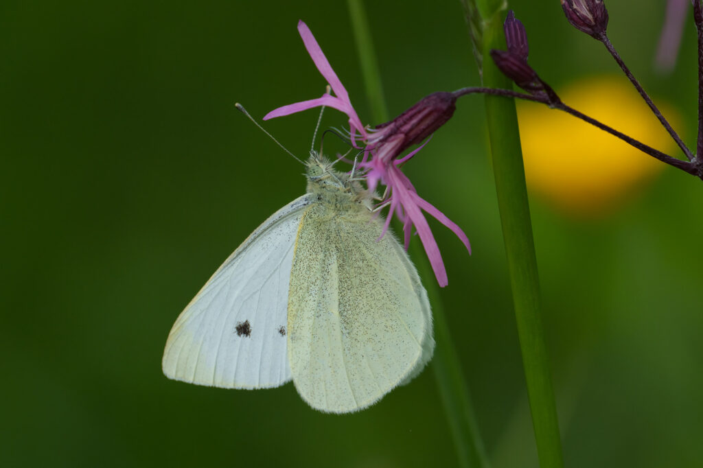 Pieris rapae - Butterflies of Croatia