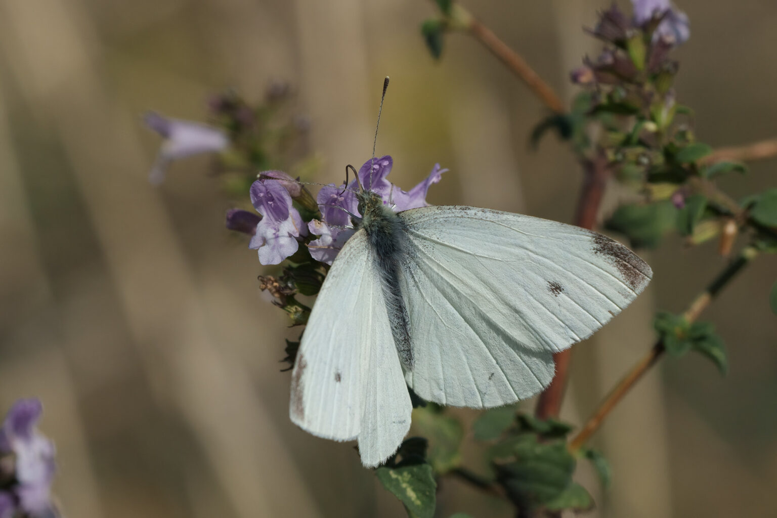 Pieris rapae - Butterflies of Croatia