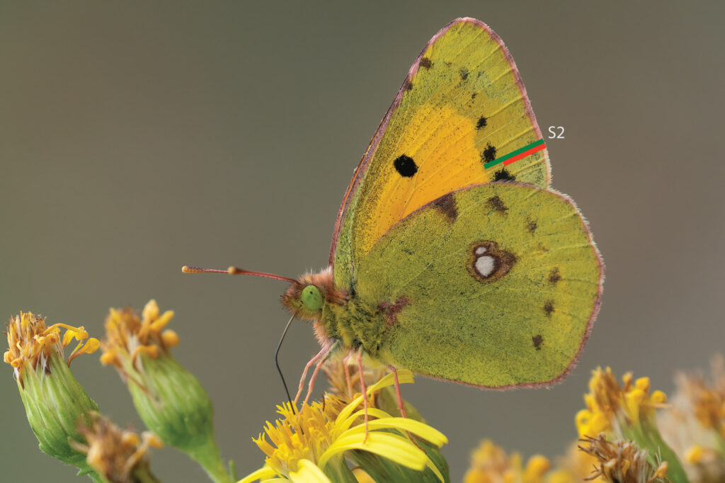 Colias croceus - Butterflies of Croatia