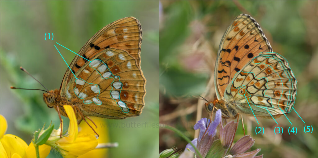 Fabriciana adippe - Butterflies of Croatia