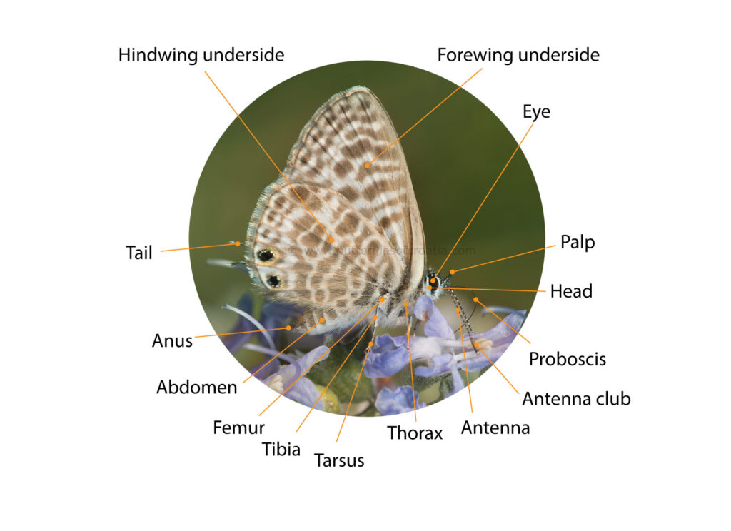 External anatomy and wing notation - Butterflies of Croatia